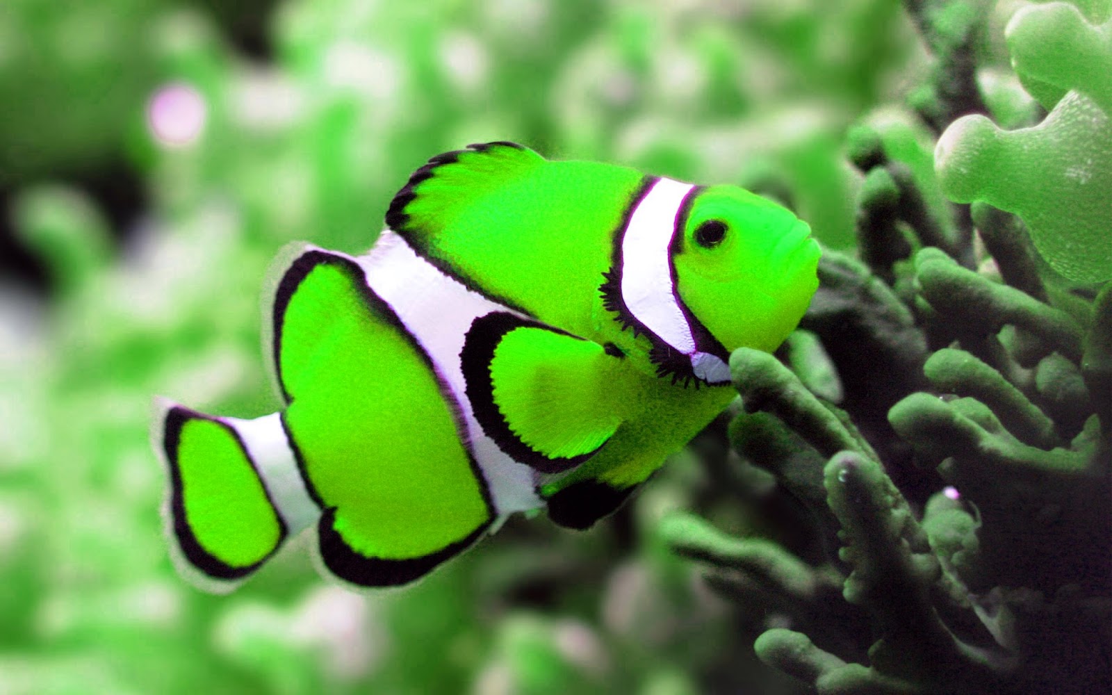 HD wallpapers Free: Fishes HD Wallpapers