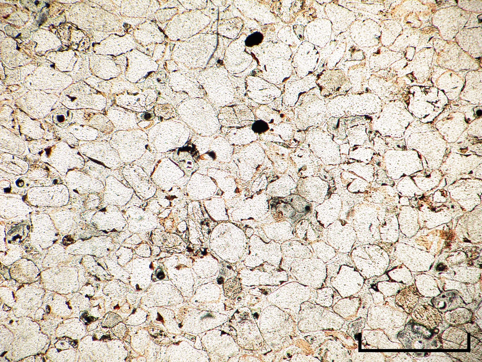 Geology 1403 Physical Geology Siliciclastic Sedimentary Rocks