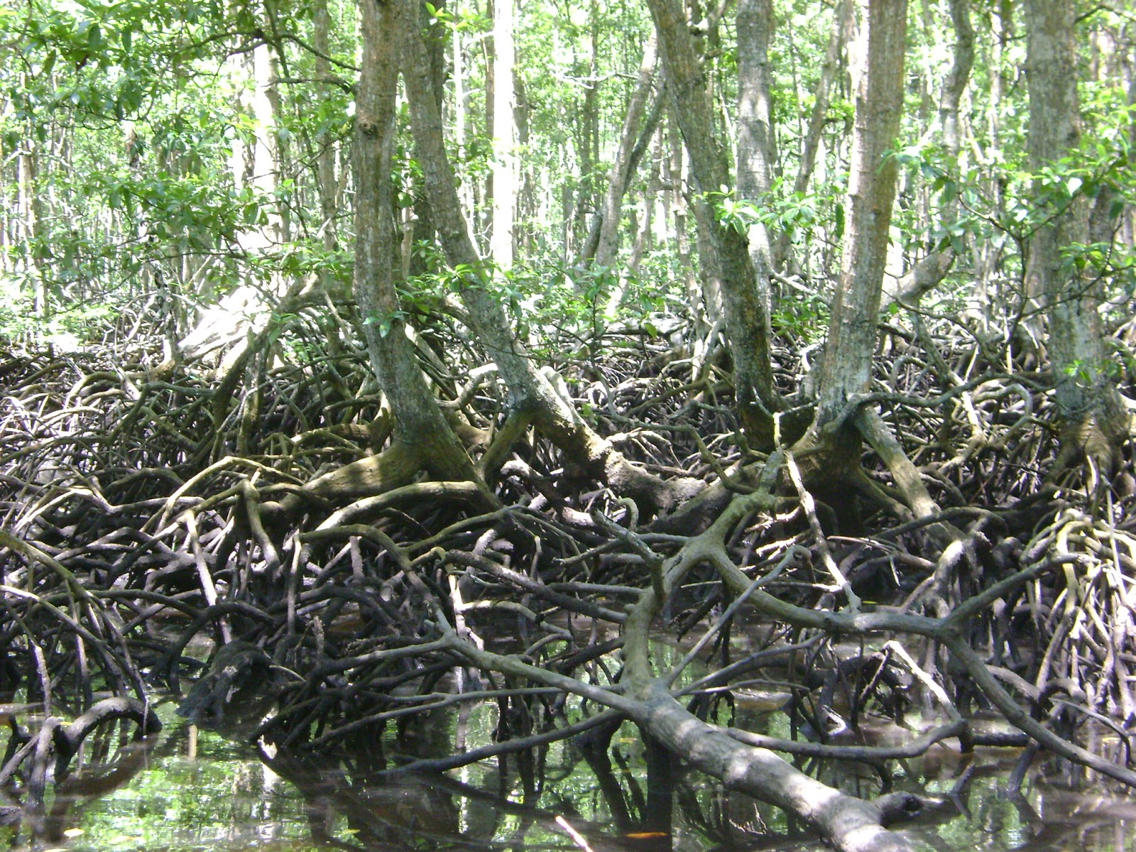 Galeri Photo Hutan Mangrove atau bakau