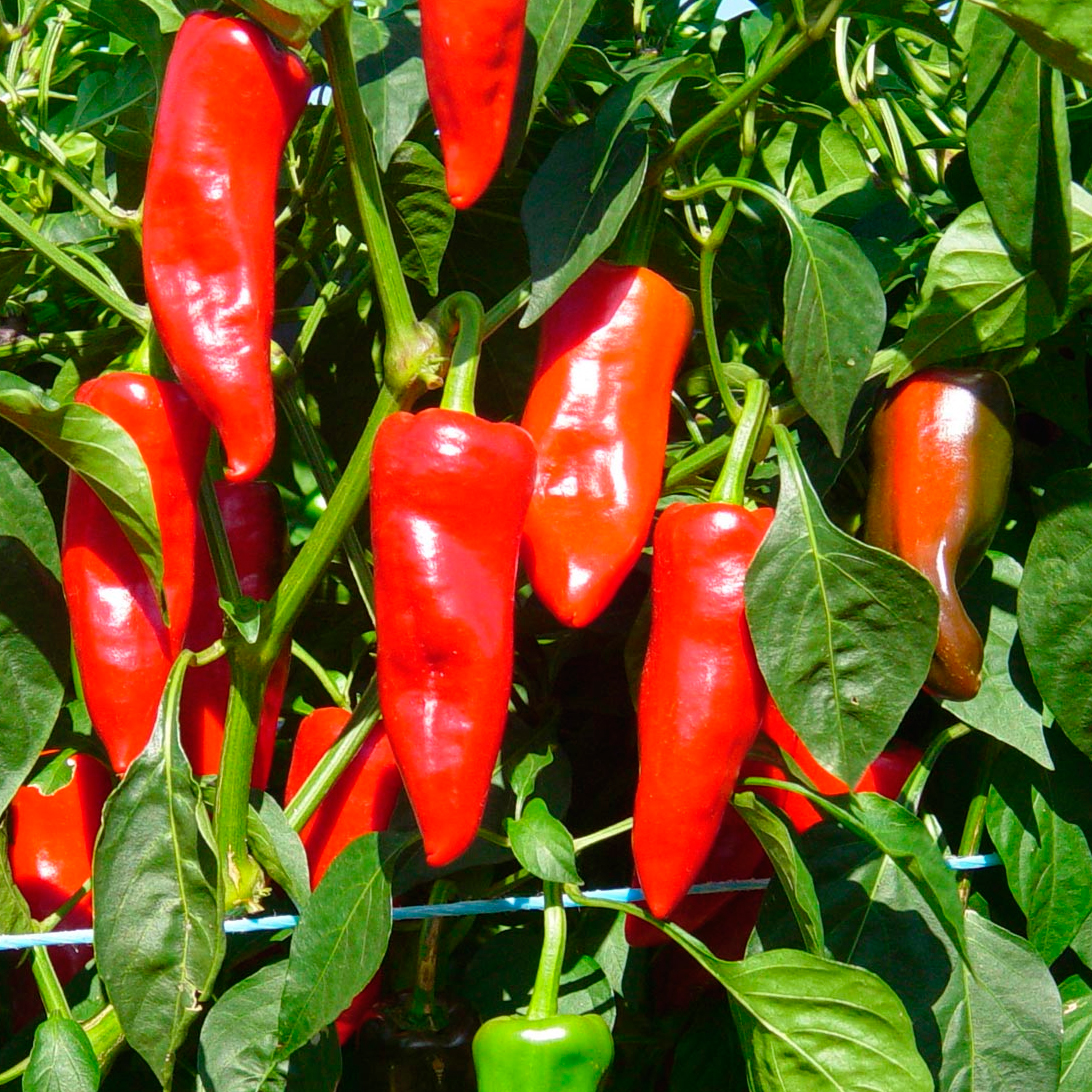 Piments et échelle de Scoville