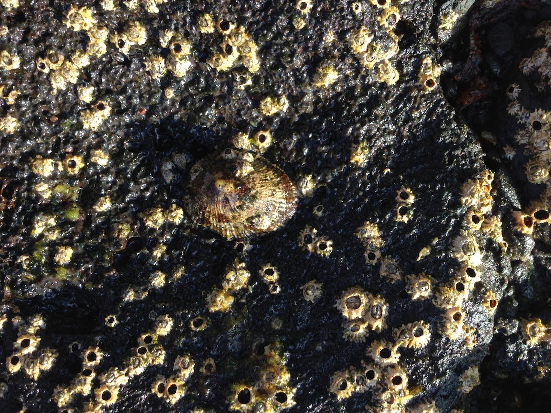 Rafael Microfauna Marina: Chthamalus (Crustáceos: Cirrípedos)