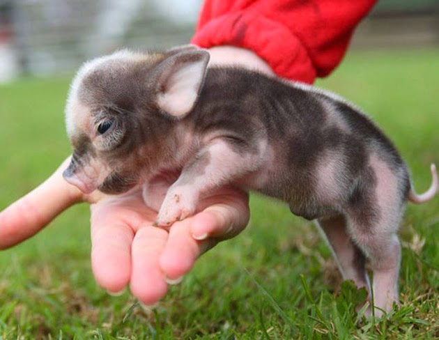 Pictures: Miniature pig