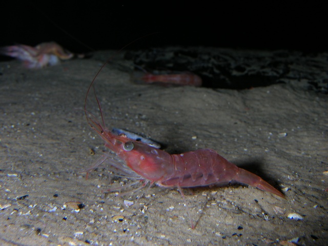 Penobscot Bay Blog: Northern Shrimp Science! meeting Oct 17th, Portland
