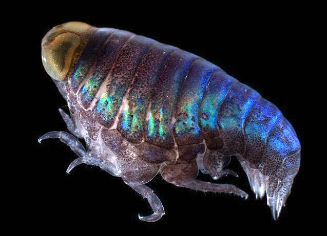 A Stunning 'Jewel Beetle' of the Sea | Featured Creature