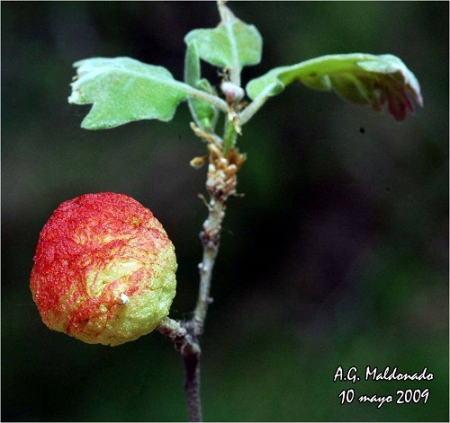 BIODIVERSIDAD COSTA GRANADINA Y...: Roble melojo (Quercus pyrenaica)