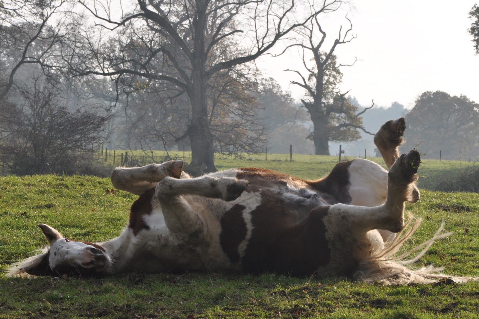 Cats, Dogs and Eiderdowns: Forde Abbey in November
