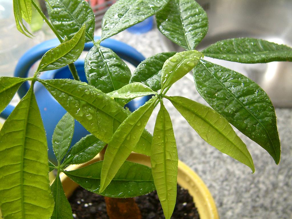 PACHIRA AQUÁTICA - A PLANTA DA BOA FORTUNA - Escola Portuguesa de Feng Shui