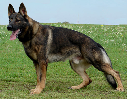 Big German Shepherds: Czech German Shepherd Puppies