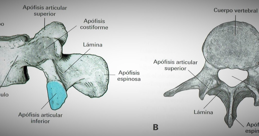 Columna Vertebral: REGIÓN LUMBAR