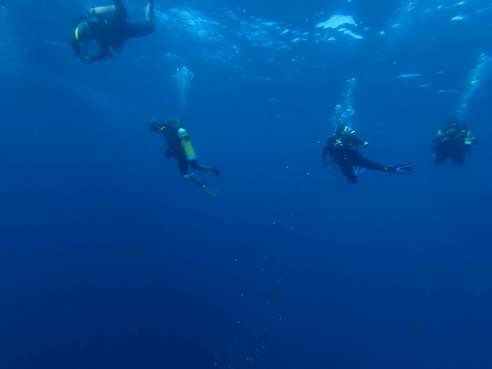 Skip's House of Chaos: Why You Should Learn How to Scuba Dive