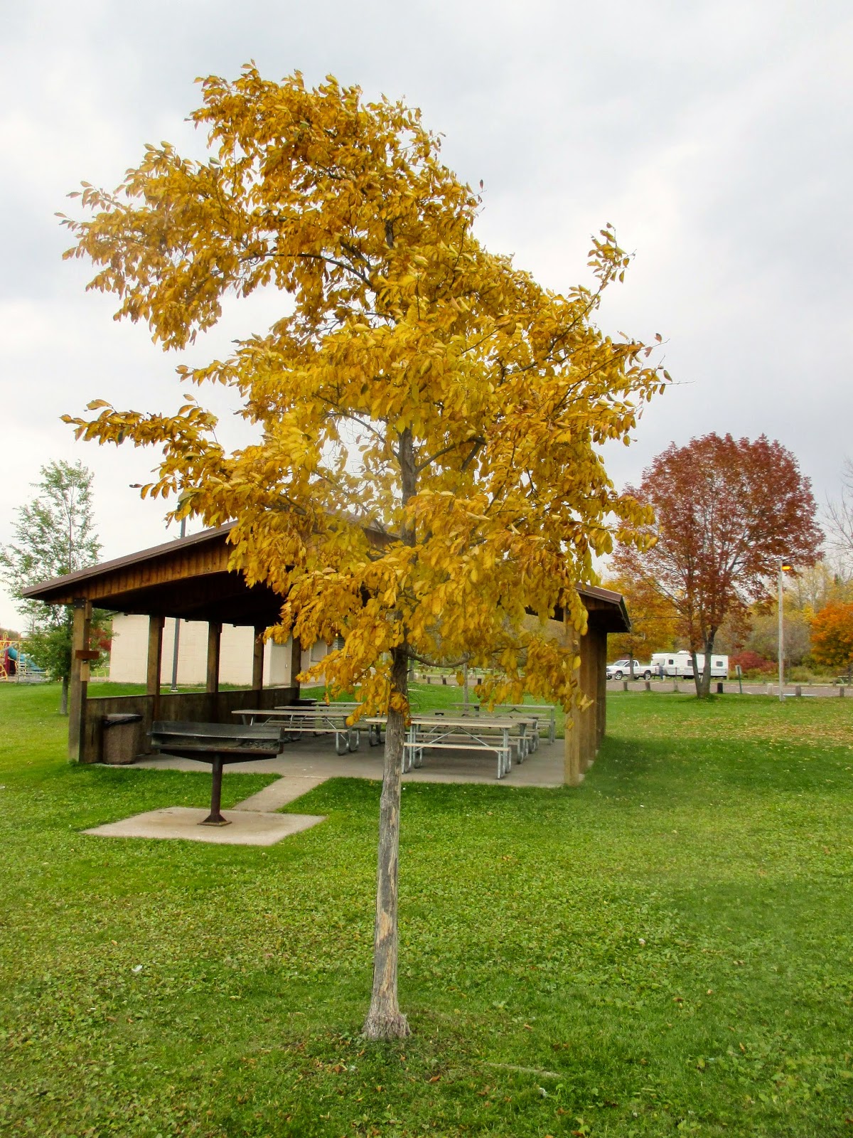Art's Bayfield Almanac: THE TRUE CHINESE ELM