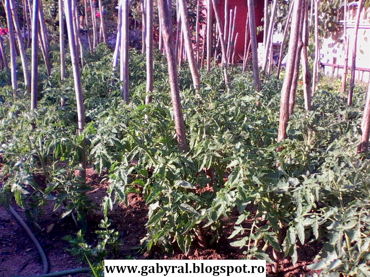 Straturi înălțate Iunie | BRICOLAJ - GRADINA - SFATURI si IDEI