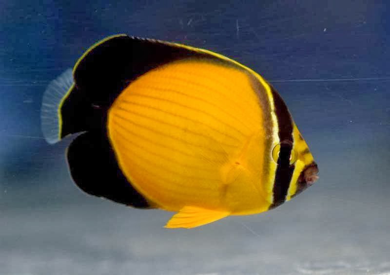 Artes de Pesca: LOS PECES MARIPOSA FAMILIA CHAETODONTIDAE 2ª parte