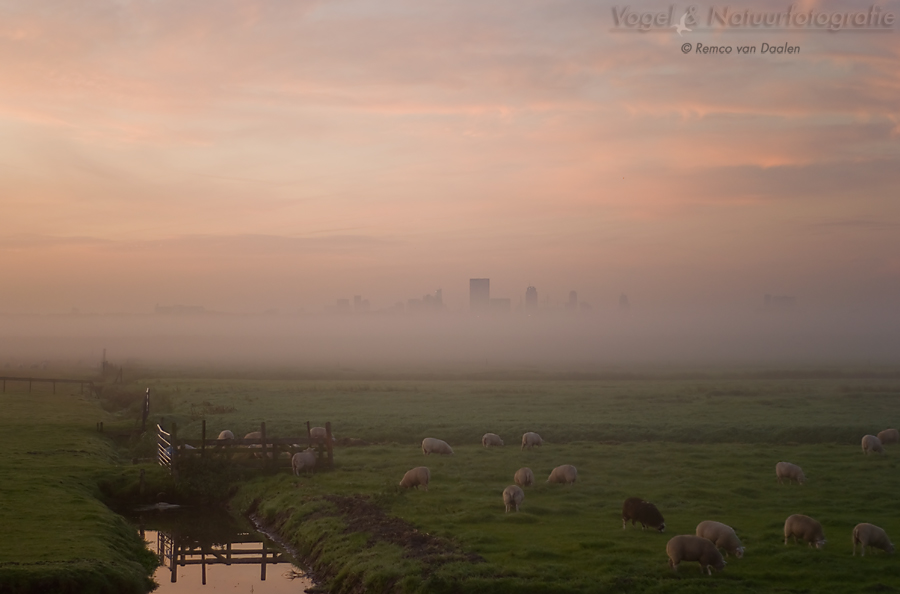 Vogel- en Natuurfotografie door Remco van Daalen: Vroeg in de ochtend ...