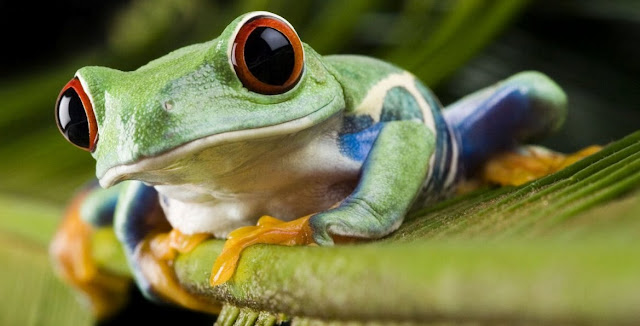 BIOLOGÍA III. DIVERSIDAD DE LOS ANIMALES: ANFIBIOS