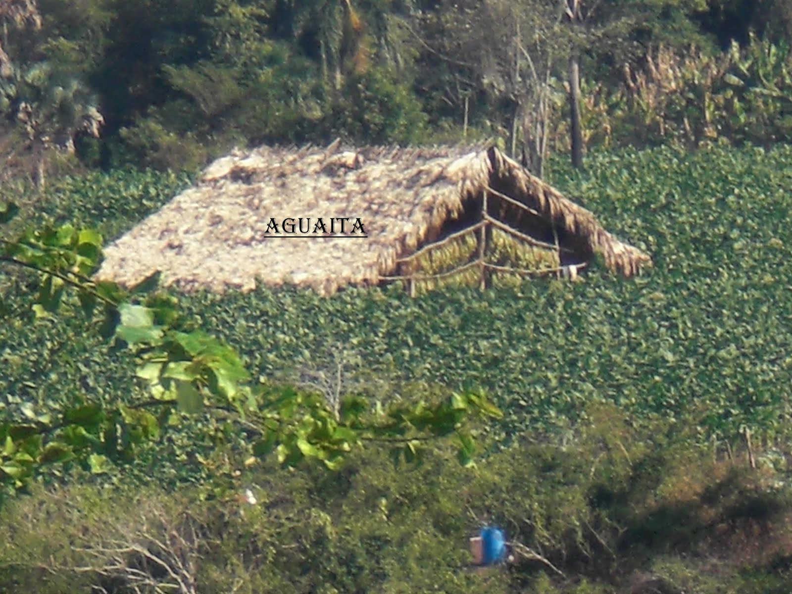 LA ESQUINA DE PANCHO PEREZ.: EL CONUCO, VOLVIENDO A SUS ORIGENES EN BAITOA.