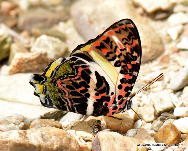 The Forested Path (and Beyond): BUTTERFLIES of RAUB: The Glorious Begum ...