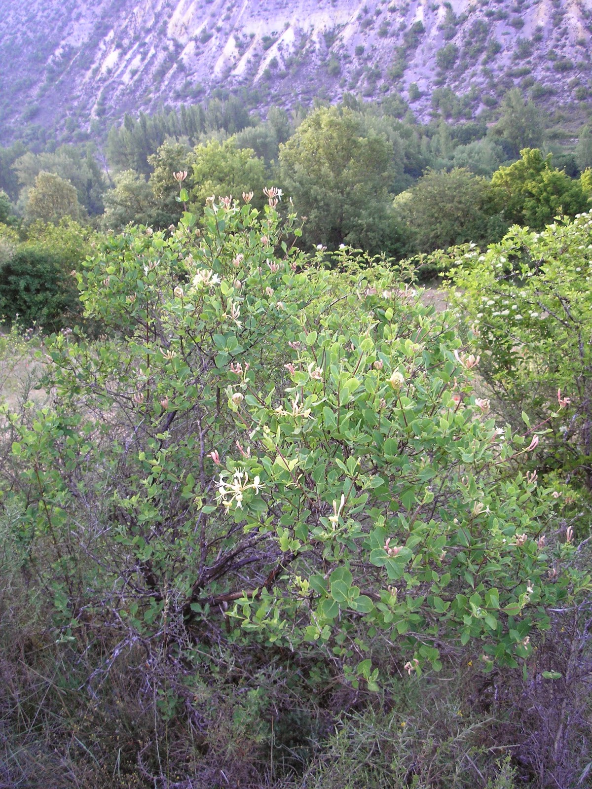 Flora, Fauna y Fungi del Valle del Rudrón en Burgos: Madreselva común ...