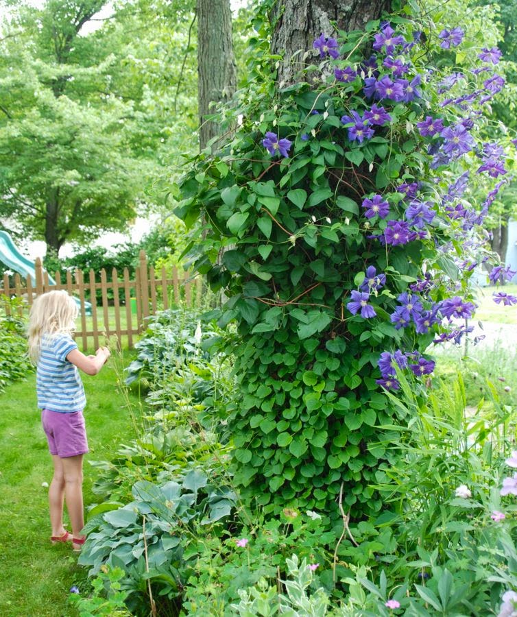 Wife, Mother, Gardener: Clematis Up a Tree