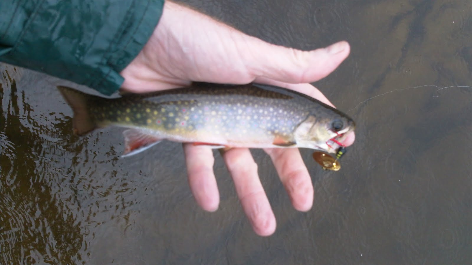 The Average Joe Fisherman Archive