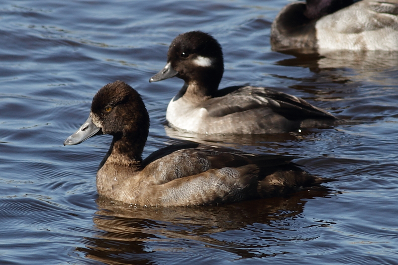 Dermot Breen's Blog: Florida 18th November 2012