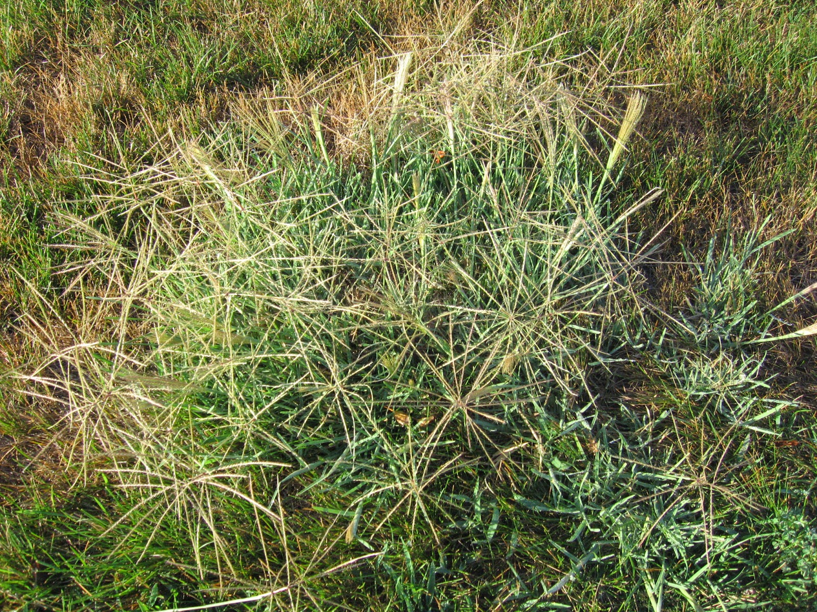 iaTURF: DID THE COLD WINTER REDUCE WARM-SEASON GRASSES IN IOWA?