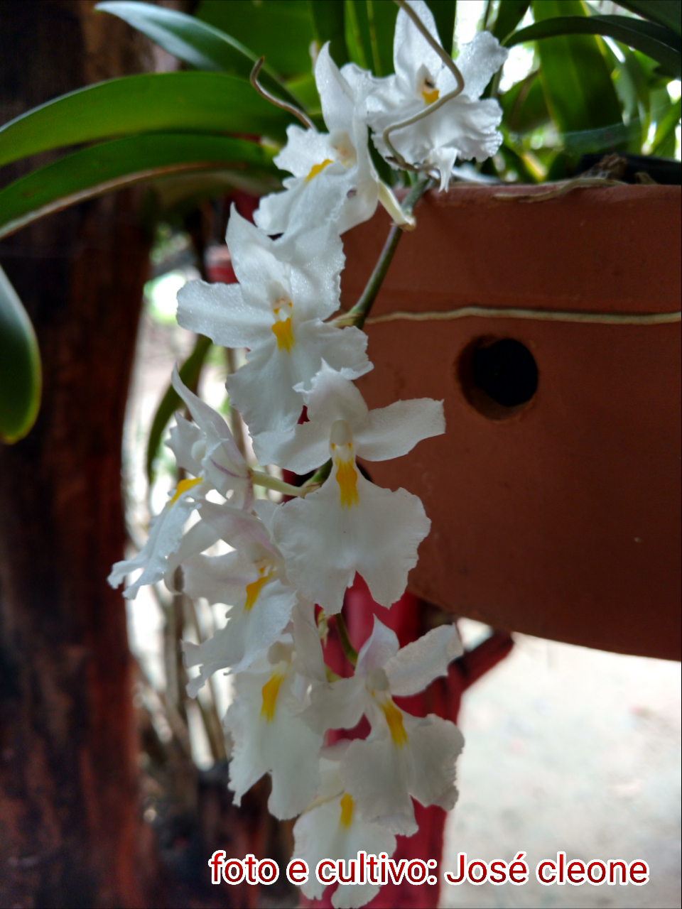 Passira Orquídeas : 04- orquídea: Rodríguezia venusta