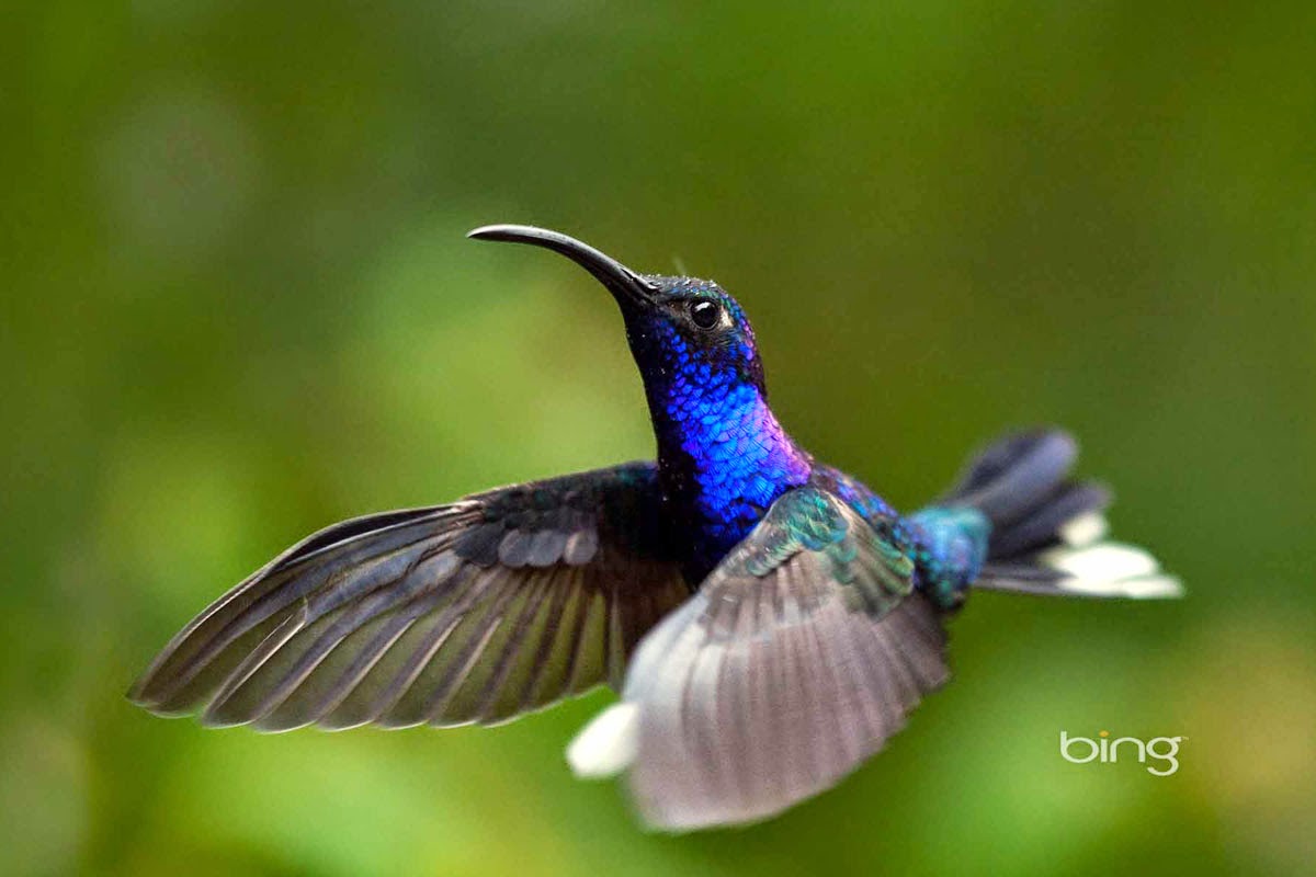 Colibries - Las Mejores Fotografías del Mundo