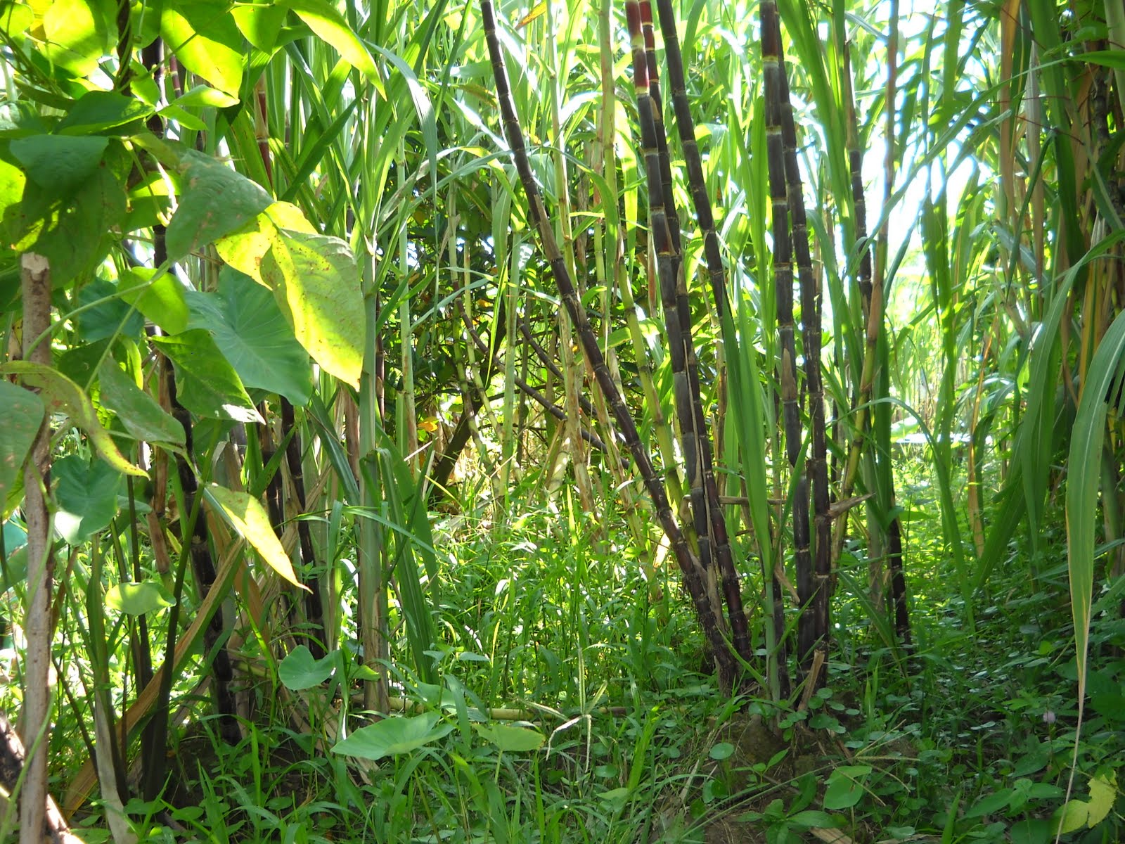 KENALI POKOK SAYANGI POKOK: TEBU