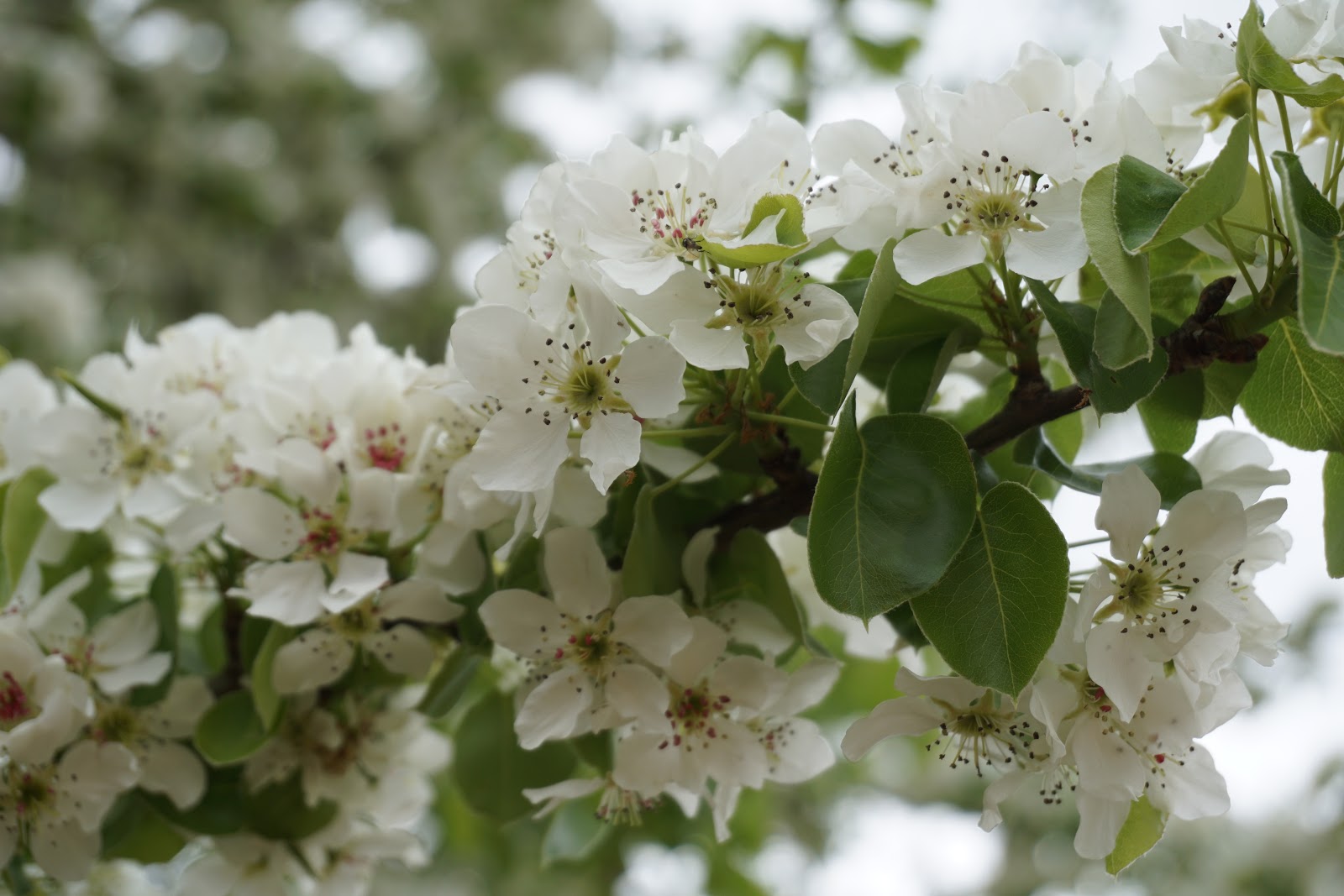 Plantas de Huerta Otea, Salamanca: Perl de Callery, peral de flor ...