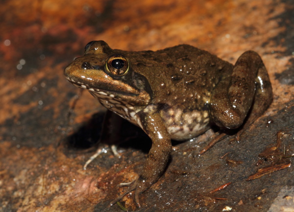 Animals of the world: Cape River Frog