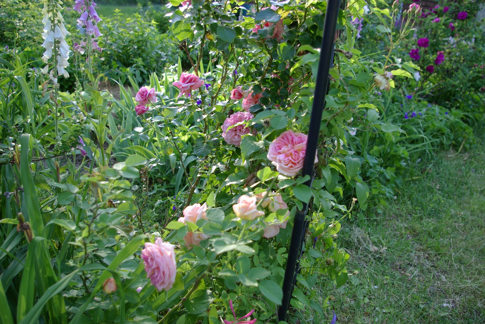 sweetbay: Blooming Friday