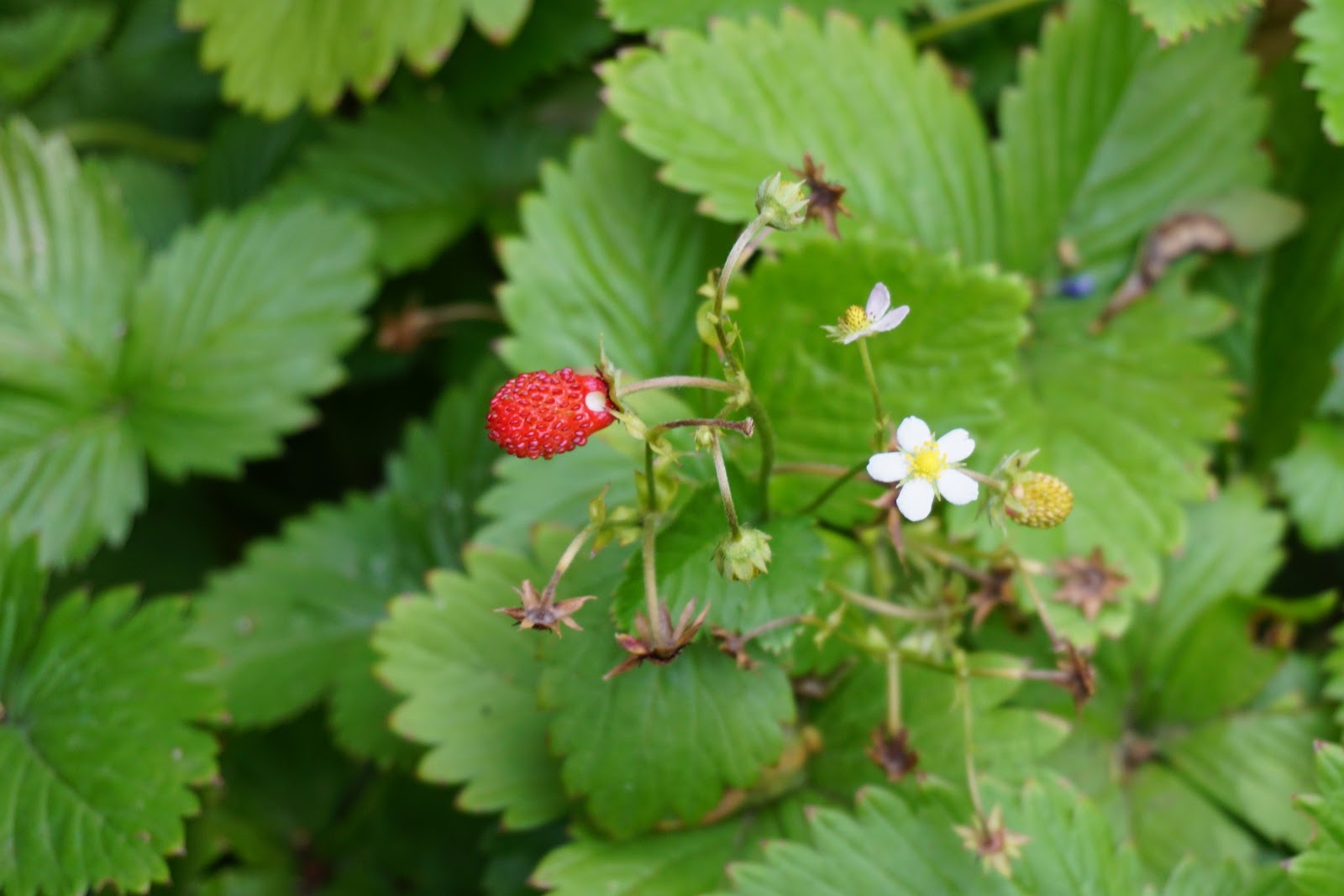 Plantas de Huerta Otea, Salamanca: Fresa silvestre (Fragaria vesca)