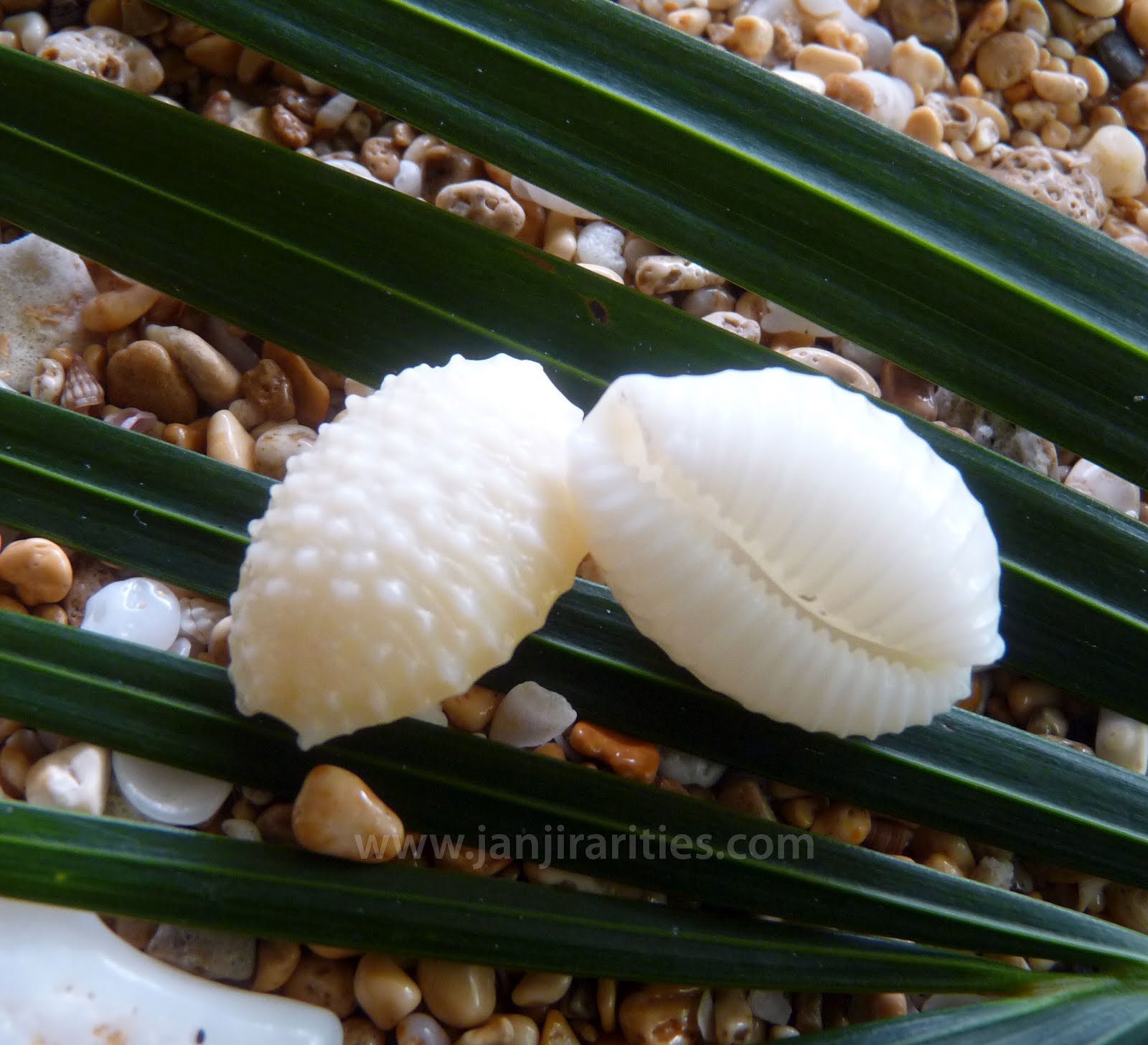 Kahelelani & Sunrise shell jewelry by.... Janjira: September 2012