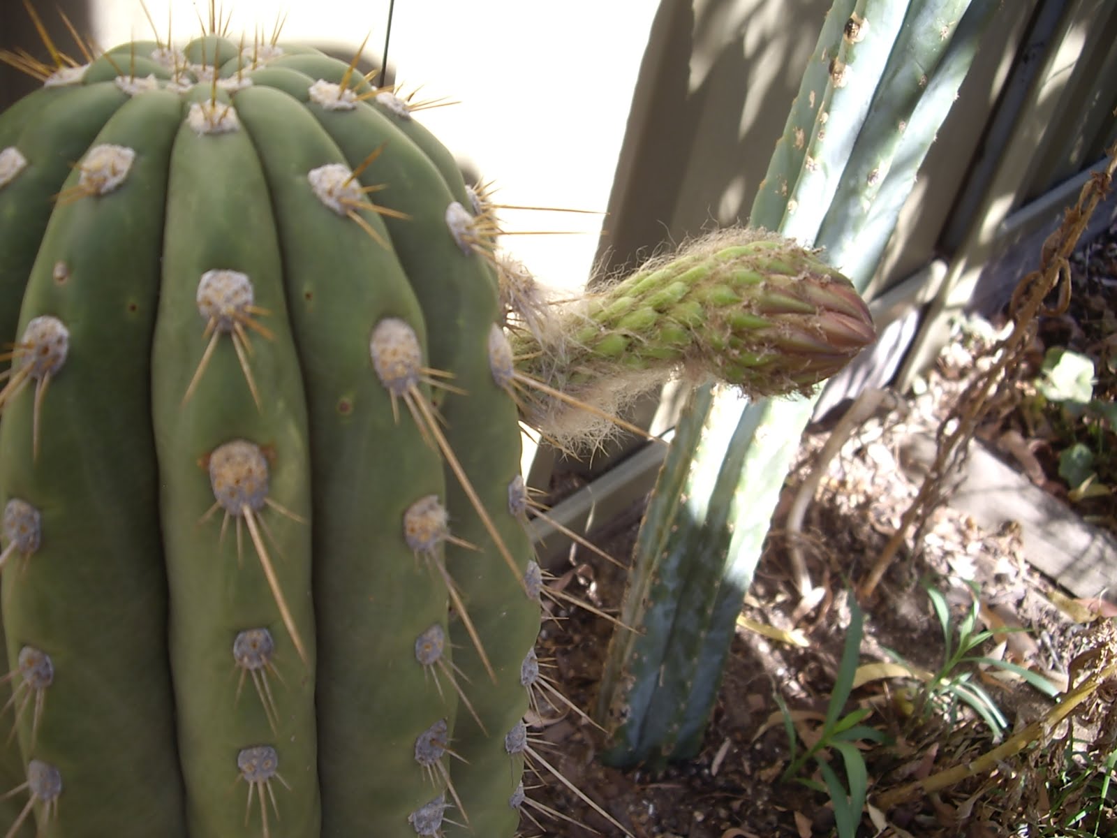 How to recognize a Trichocereus validus - Cactus & Succulent ...