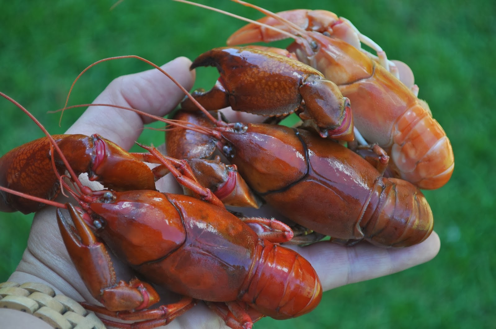 Town Mouse Country Mouse: Our Visit to the Yabby farm