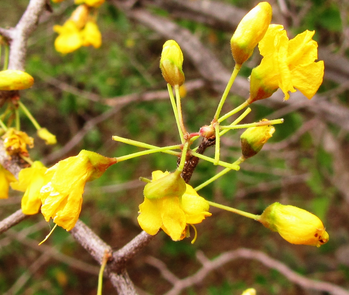 Hiking Curaçao - Flora and Fauna: Brasil tree