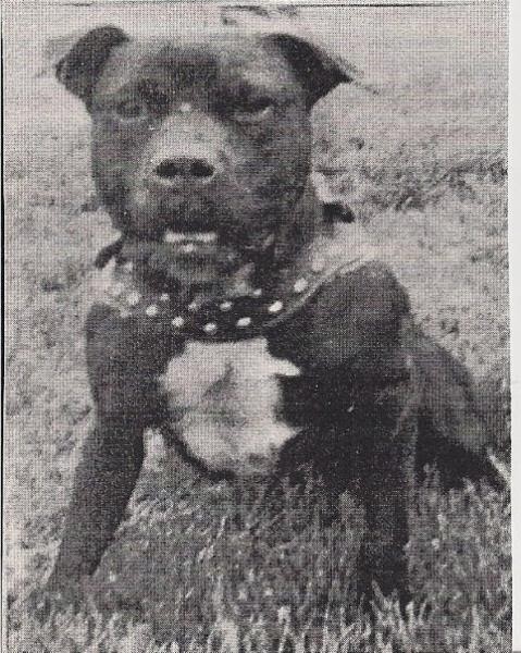 America's Dog: Profile of an American Dog - ZEBO