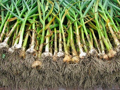 HIDUP SEHAT ALAMI: Bawang putih (Allium sativum Linn. )