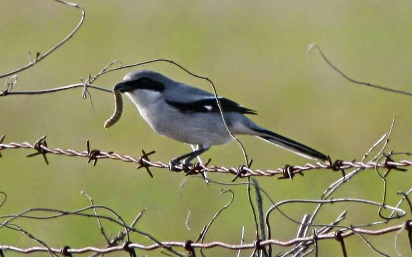 Why the Loggerhead Shrike is Also Known as The Butcher Bird | The Ark ...