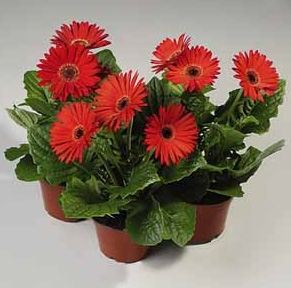 Aneka Tanaman: Aneka Jenis Tanaman Bunga Garbera