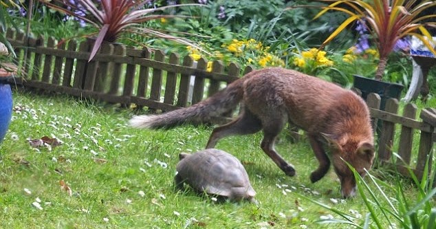 White Wolf : The fox and .... the tortoise: Garden visitor becomes best ...