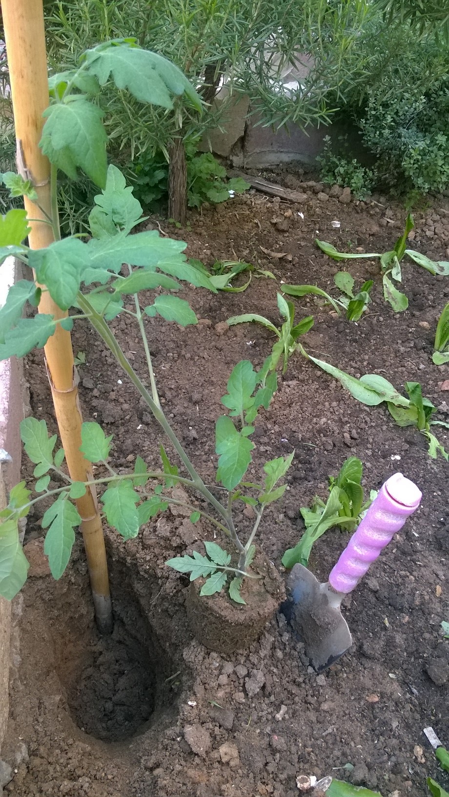 How To Plant Tomatoes