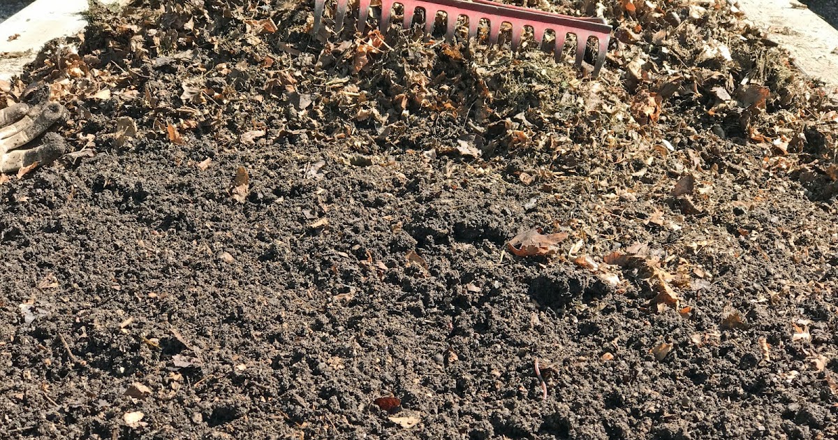 Garden with Betty Cahill: Should we Toss in some Seeds?