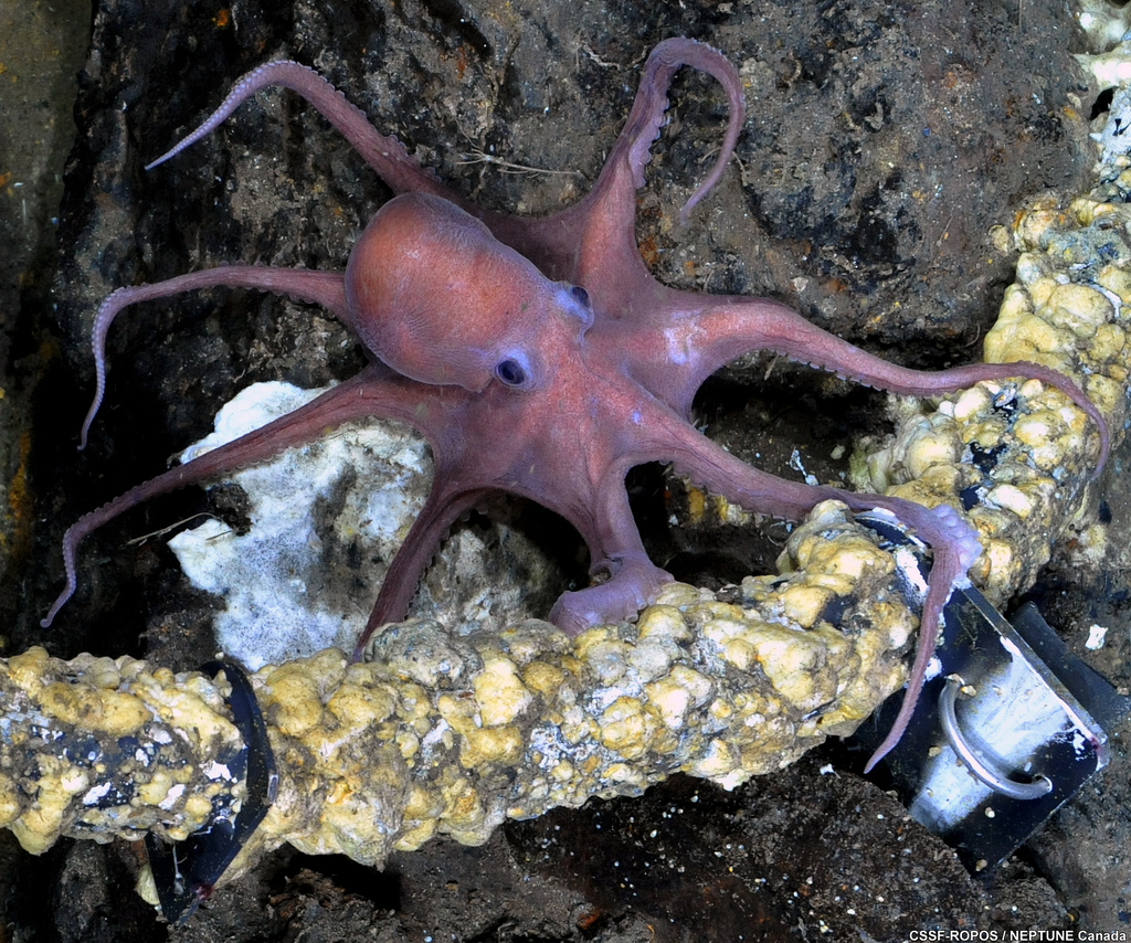 Calvin's Canadian Cave of Coolness: Daily Reminder - Stay Home And ...