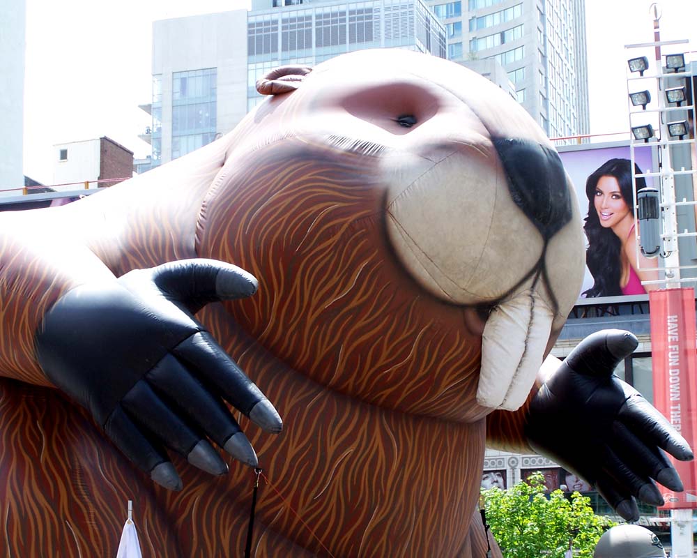 Toronto Grand Prix Tourist - A Toronto Blog: Beavers in Toronto - A ...