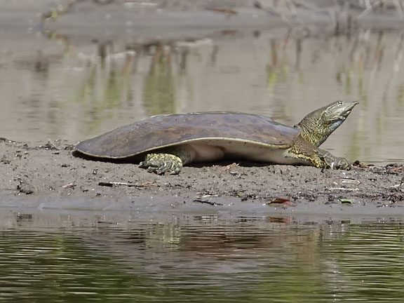 Ecobirder: Spiny Softshell Turtle