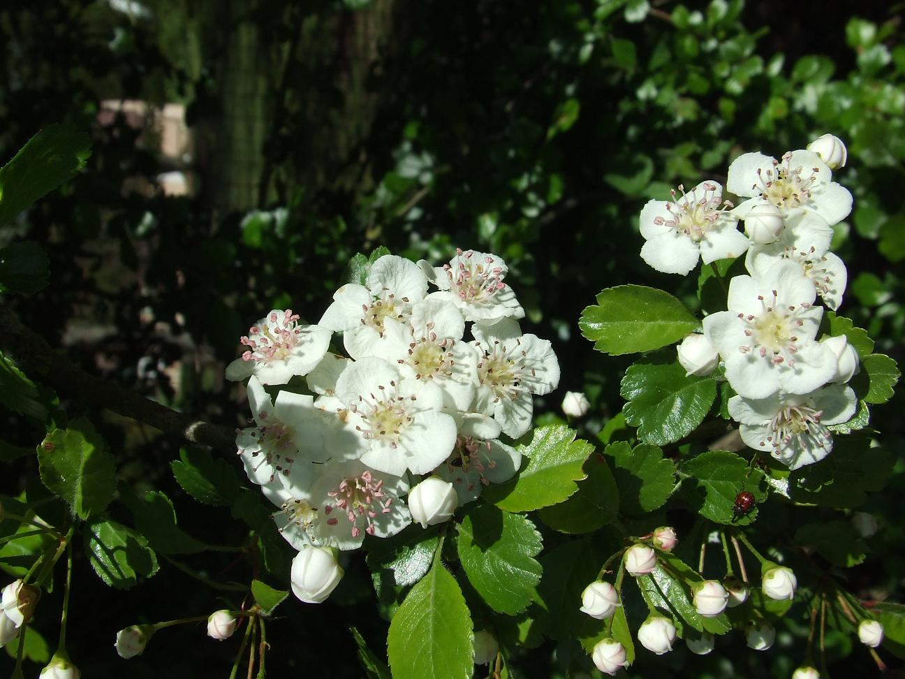 Le Petit Monde de Véro ...: L'églantine ...