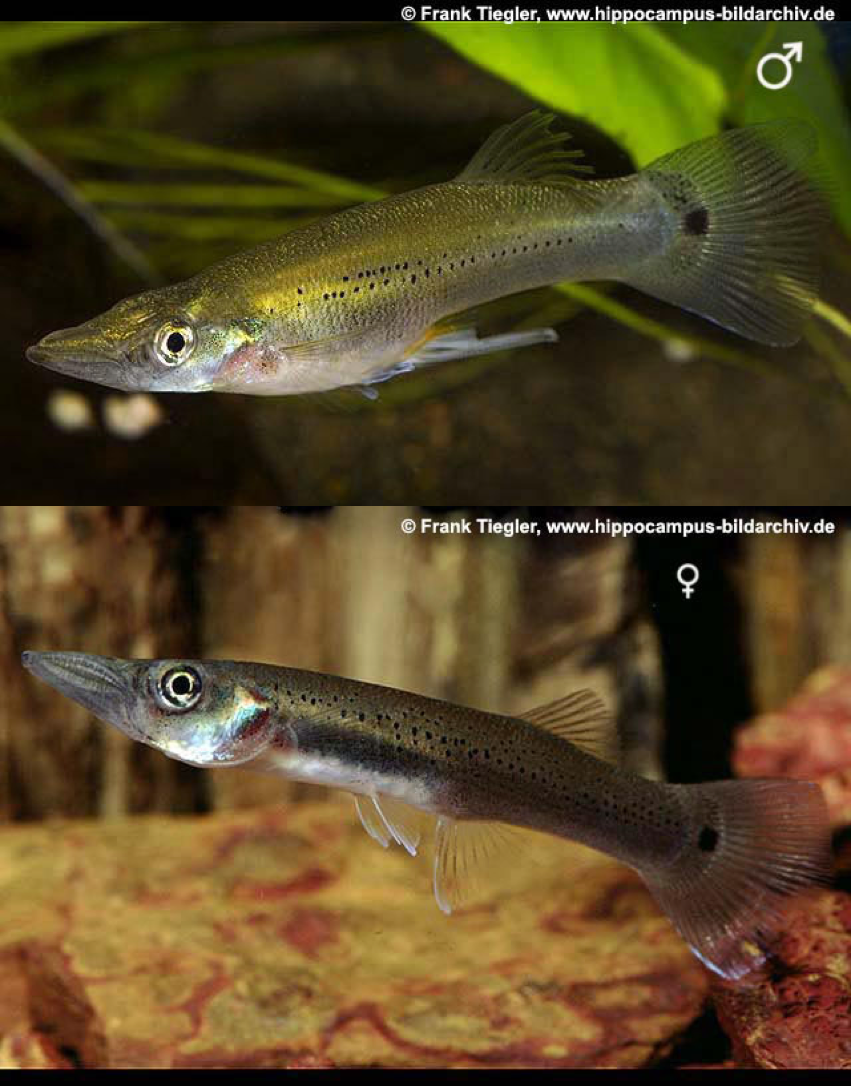 Virginia Tech Ichthyology Class : Pike Killifish: A Small, Specialized ...