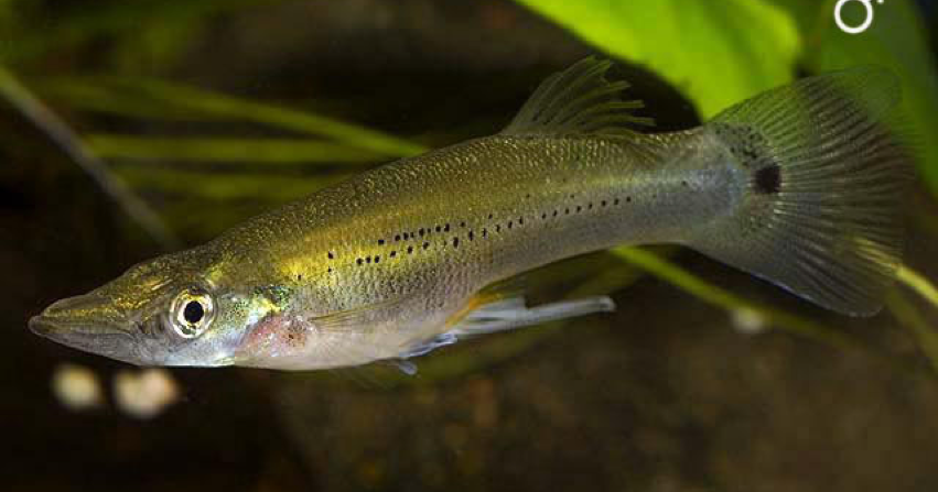 Virginia Tech Ichthyology Class : Pike Killifish: A Small, Specialized ...